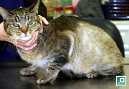 Demodectic Mange Cat