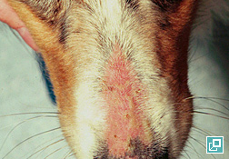 Pemphigus Erythematosus Dog