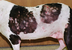 SUPERFICIAL STAPHYLOCOCCAL PYODERMA | Zoetis CA