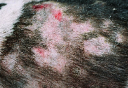 SUPERFICIAL STAPHYLOCOCCAL PYODERMA | Zoetis CA