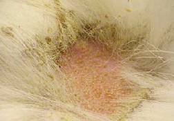 Cutaneous Cytology | Zoetis CA