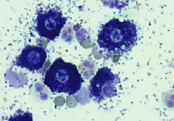 Sebaceous Cyst Dog Cytology