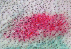 Deep Skin Scraping | Zoetis CA